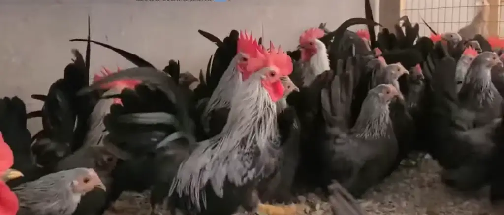 What is the chicken version of Japanese Wagyu? (Jidori) – chefstravels